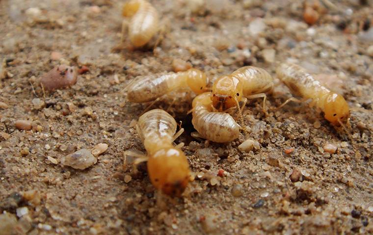 Termite Control 101: Preventing Termites In Ventura County