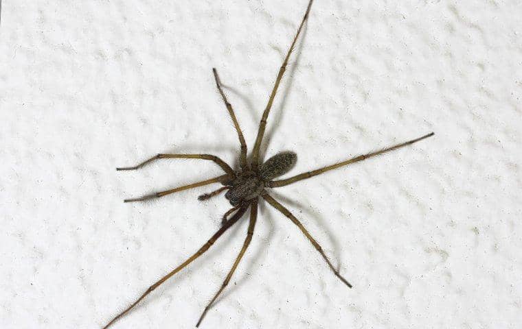Blog - What Is The Most Effective Spider Control Method?