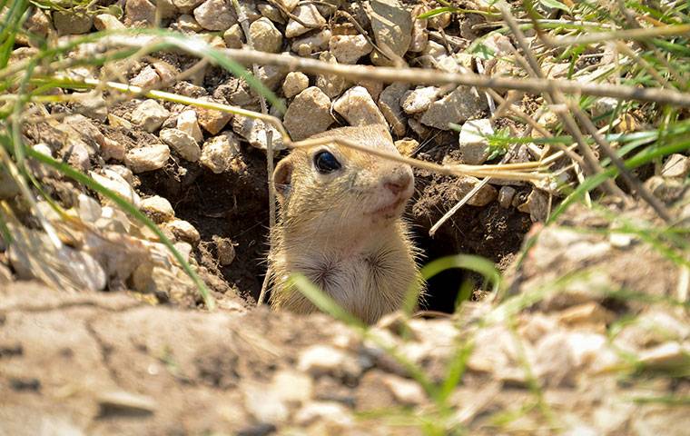 Blog - What To Do About Gophers In Your Ventura County Yard