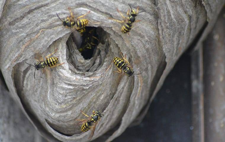 The Key To Keeping Yellow Jackets Away From Your Ventura County Yard