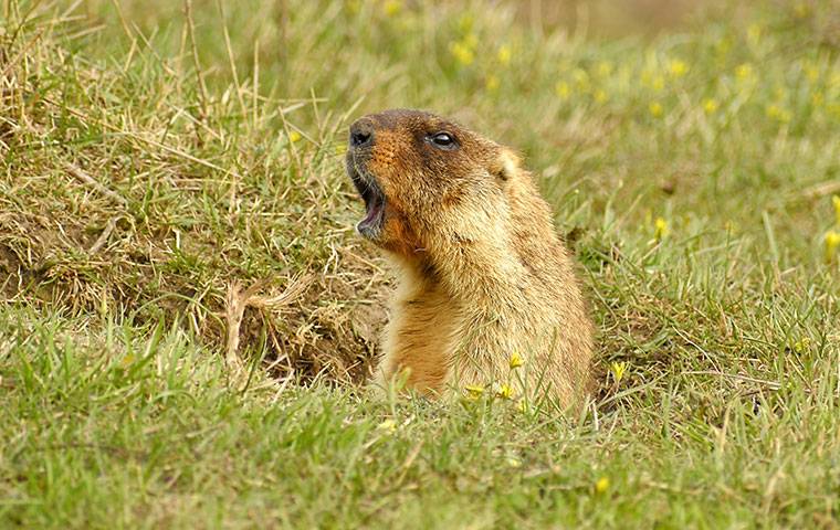 Gophers In Your Garden: The Best Management And Prevention Strategy In ...