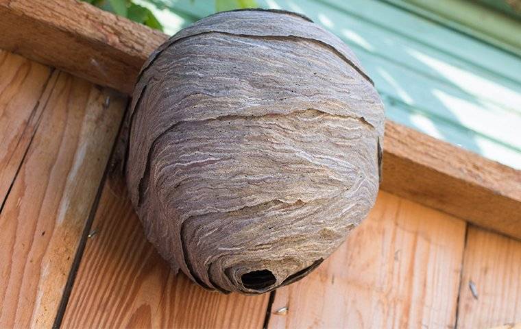 The Best Way To Prevent Wasp Infestations Around Your Ventura County ...