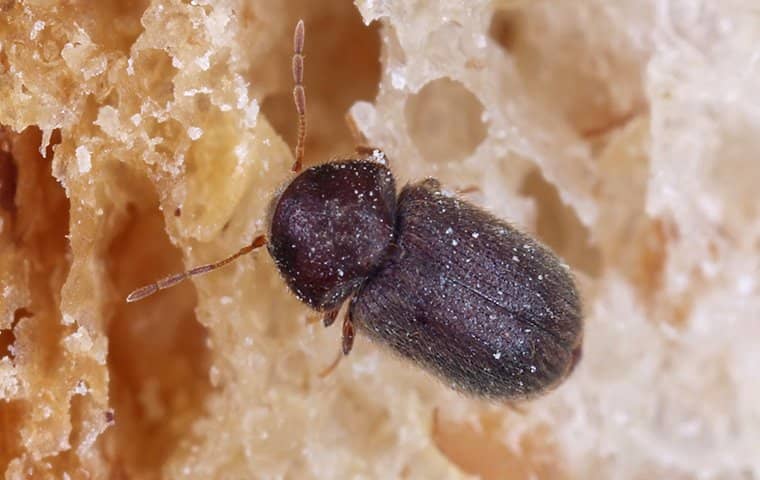 Blog - How To Safeguard Your Food Storage From Pests