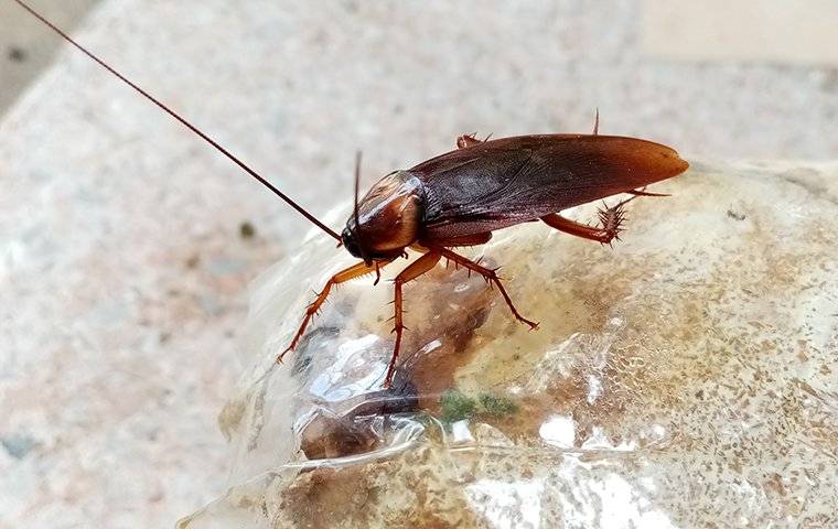 How To Identify And Eliminate Cockroaches In Ventura County