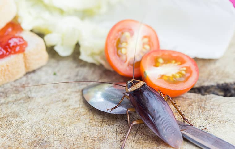 The Ultimate Guide To Effective Cockroach Control For Ventura County Homes