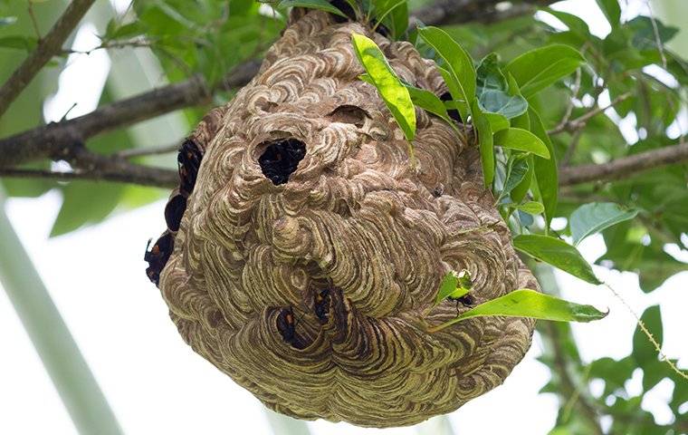 Hornet Infestations: The Dangers And How To Prevent Them In Ventura County