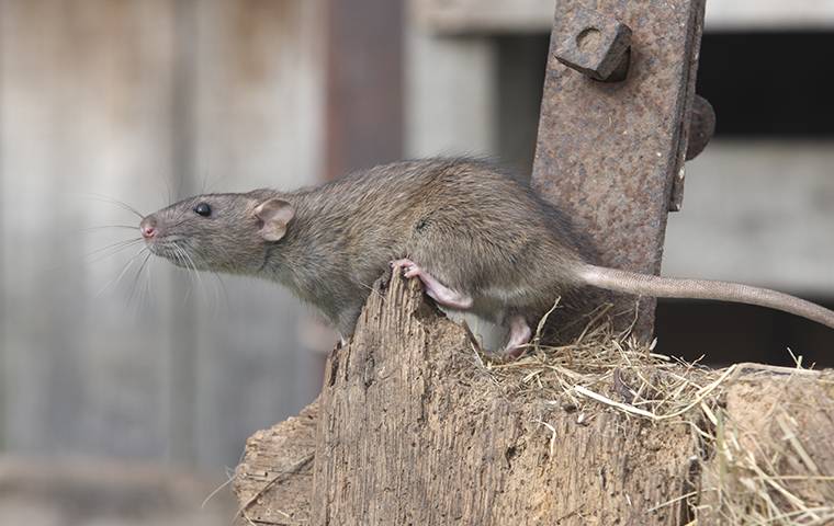 Blog - How To Handle A Rodent Infestation In Ventura County Homes