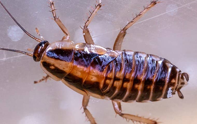 Tips For A Cockroach-Free Home